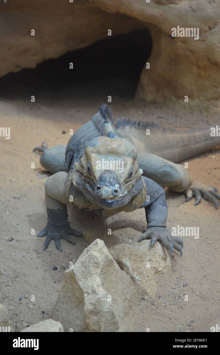 Giant chuckwalla hi-res stock photography and images - Alamy