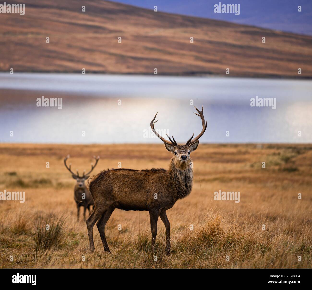 Scottish deer in landscape hi-res stock photography and images - Alamy