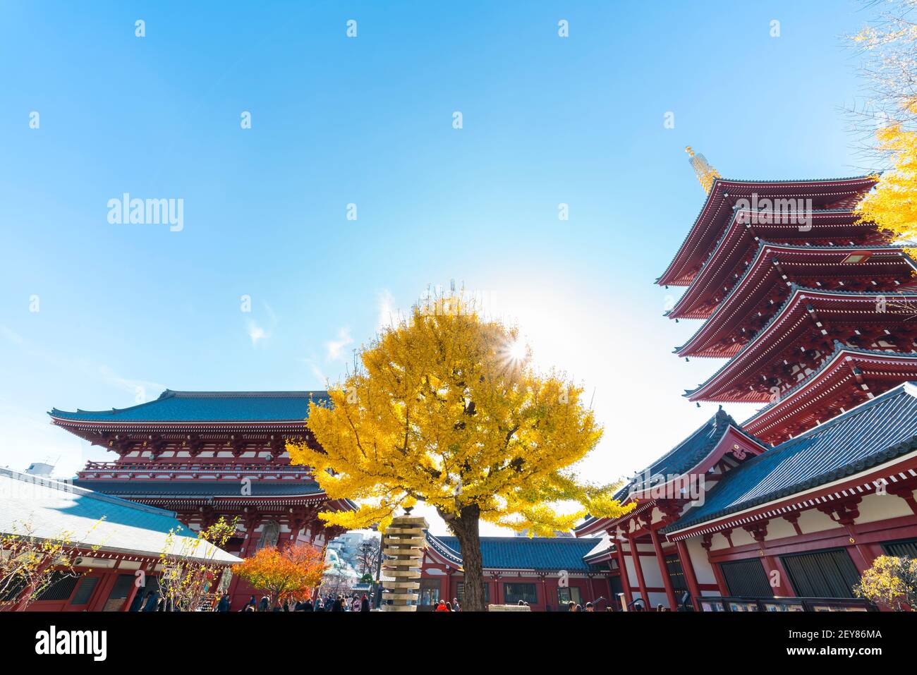 Tokyo ginkgo trees hi-res stock photography and images - Alamy