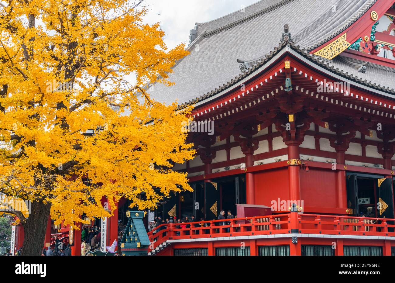 Sensoji temple tokyo ginkgo asakusa hi-res stock photography and images ...