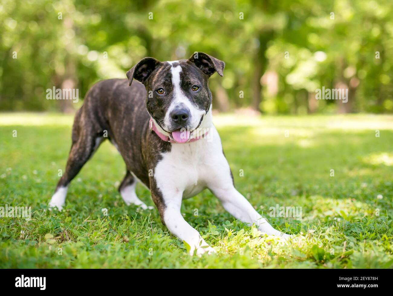 Dog play bow hi-res stock photography and images - Alamy