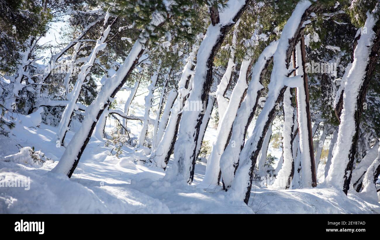 Winter adventure at forest concept. Snowy sloping trees, broken ...
