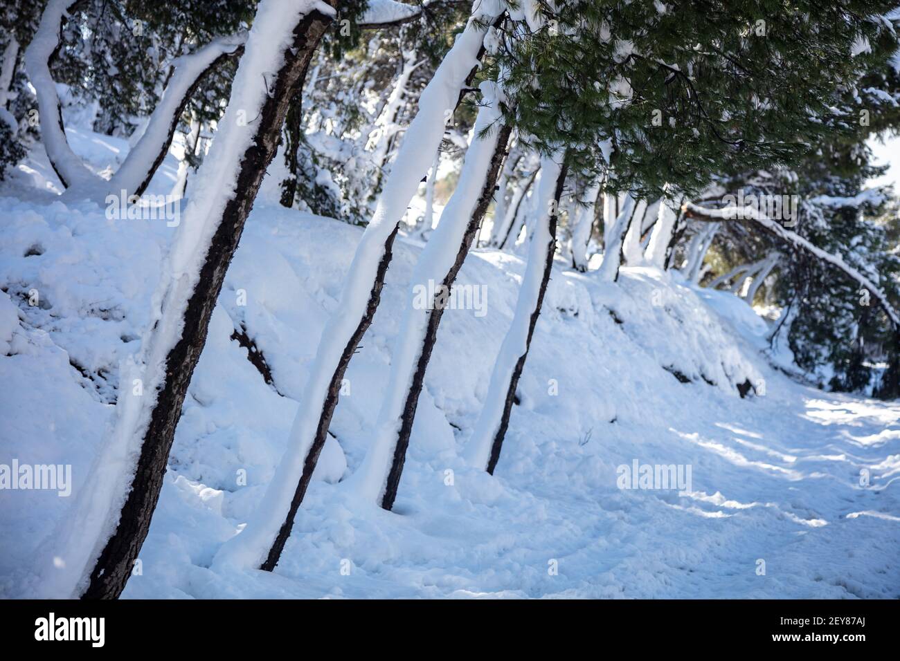 Snowy sloping trees, broken branches because of heavy snow background ...