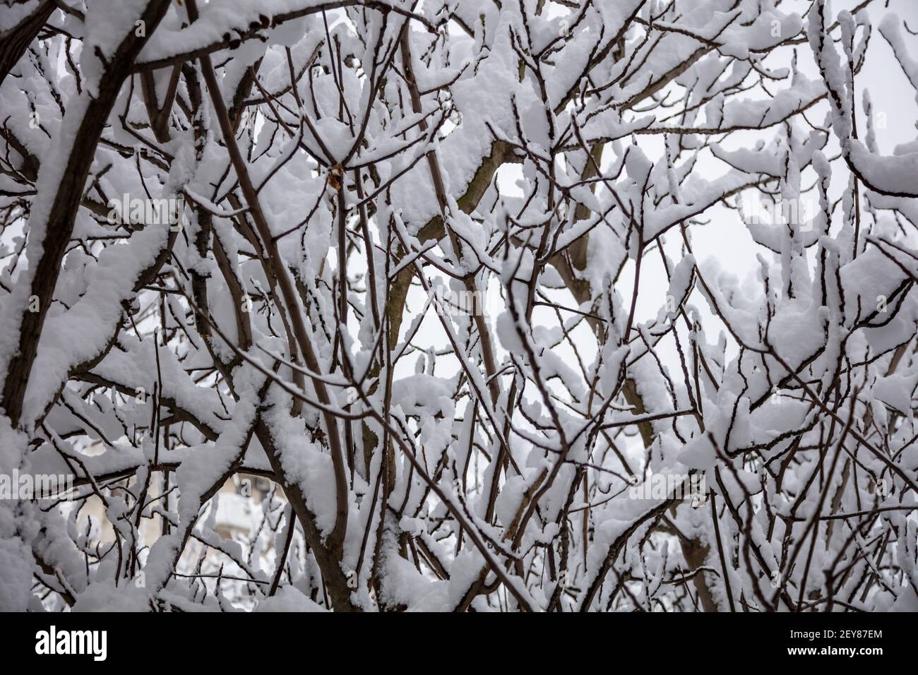 White soft snow lie down on braided branches background, texture. Trees ...