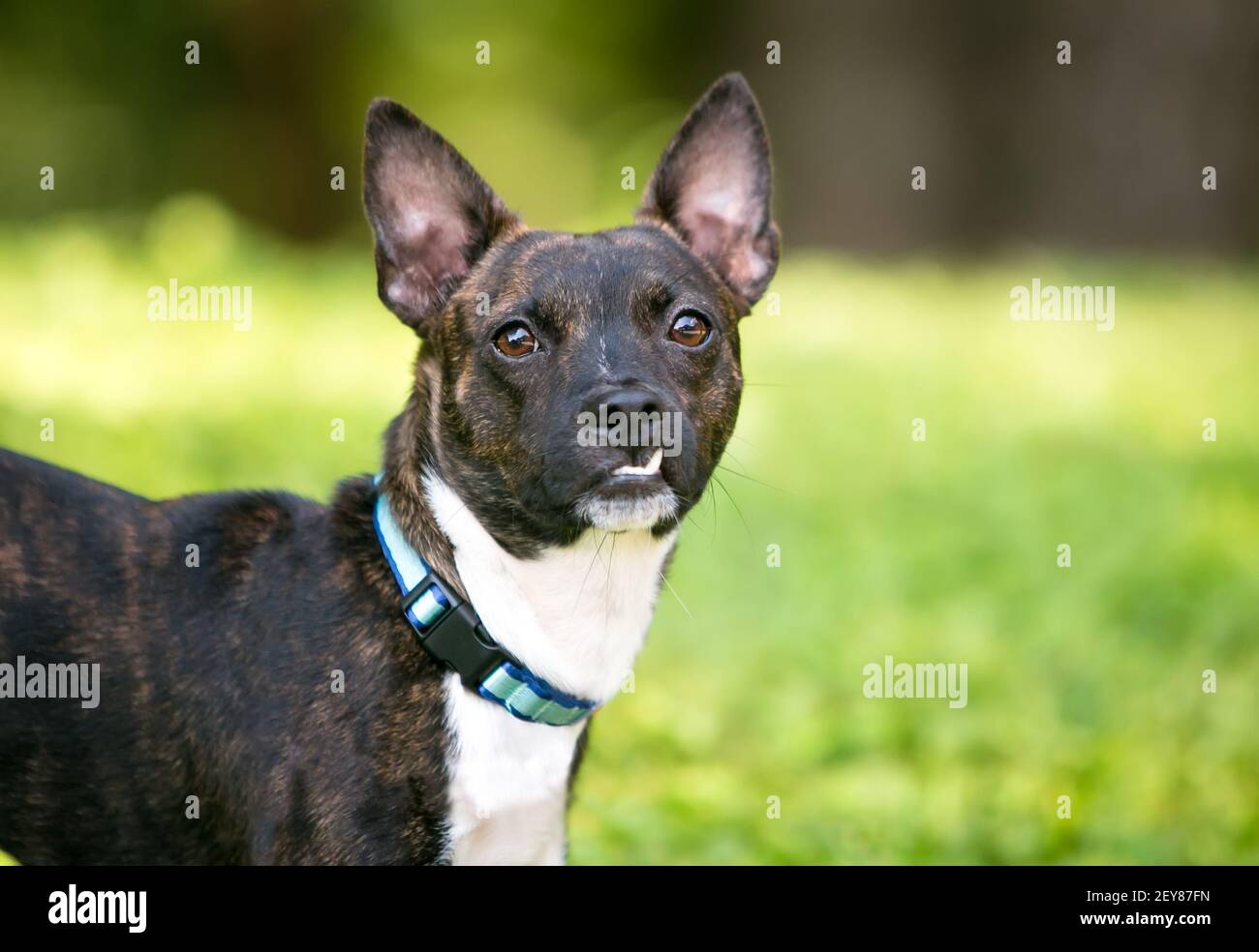 A brindle Jack Russell Terrier x Boston Terrier mixed breed dog with a ...