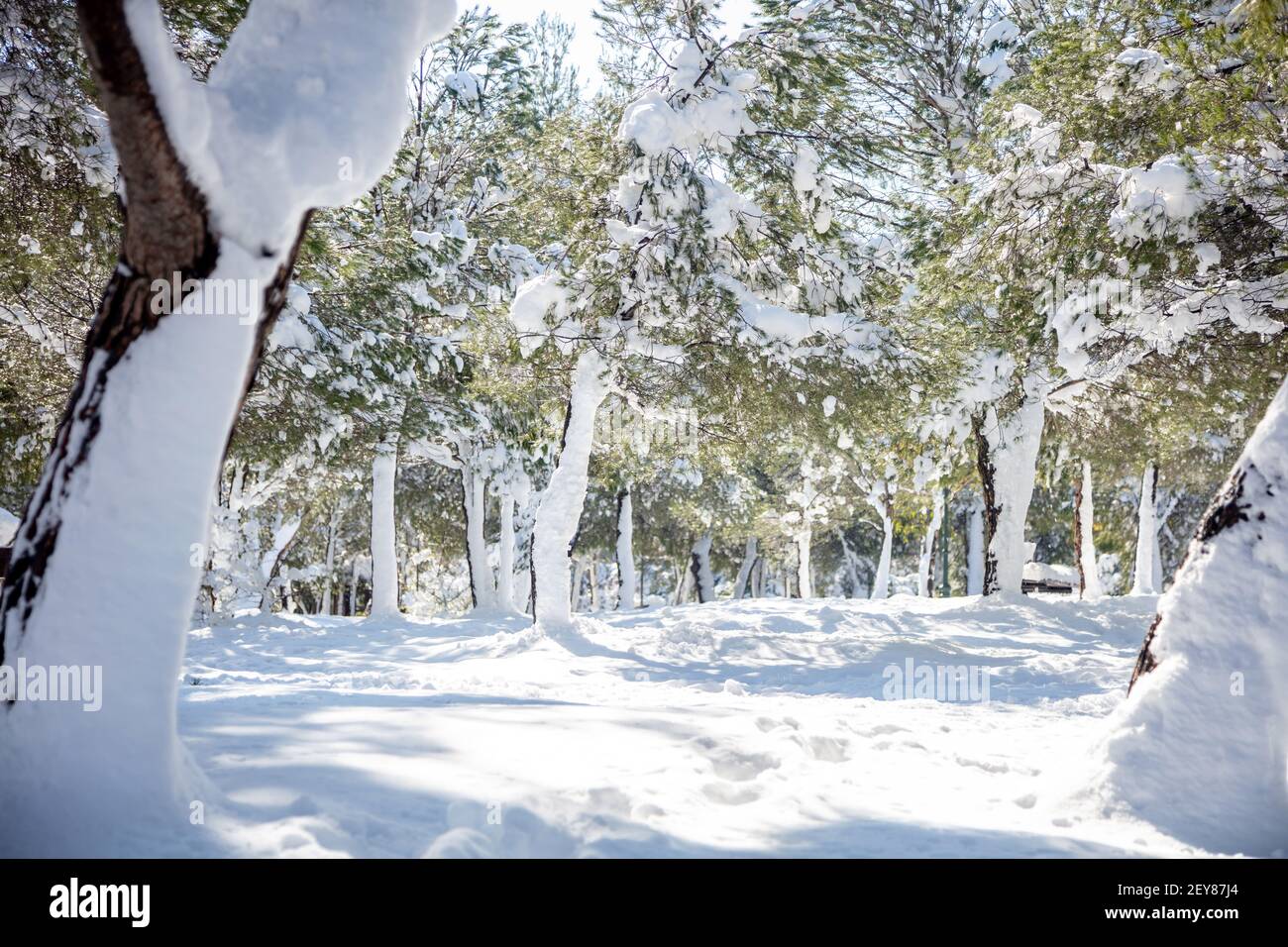 Snowscape concept. Winter day at forest with heavy snow and sunbeams to ...