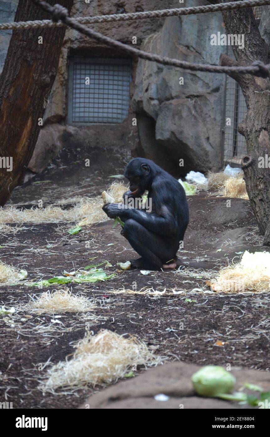 Bonobo (Pan paniscus), zoo of Frankfurt Stock Photo - Alamy