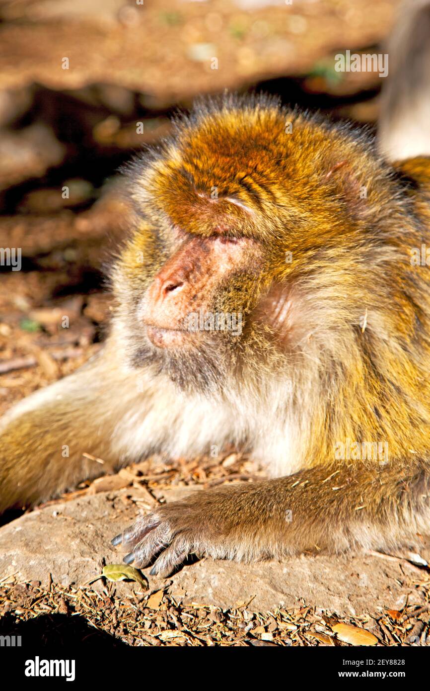 Old monkey morocco and natural background fauna close up Stock Photo ...