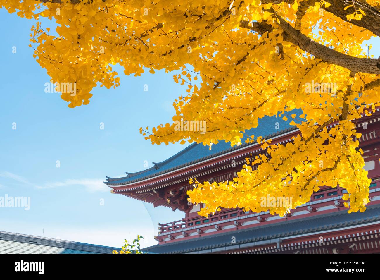 Sensoji temple tokyo ginkgo asakusa hi-res stock photography and images ...