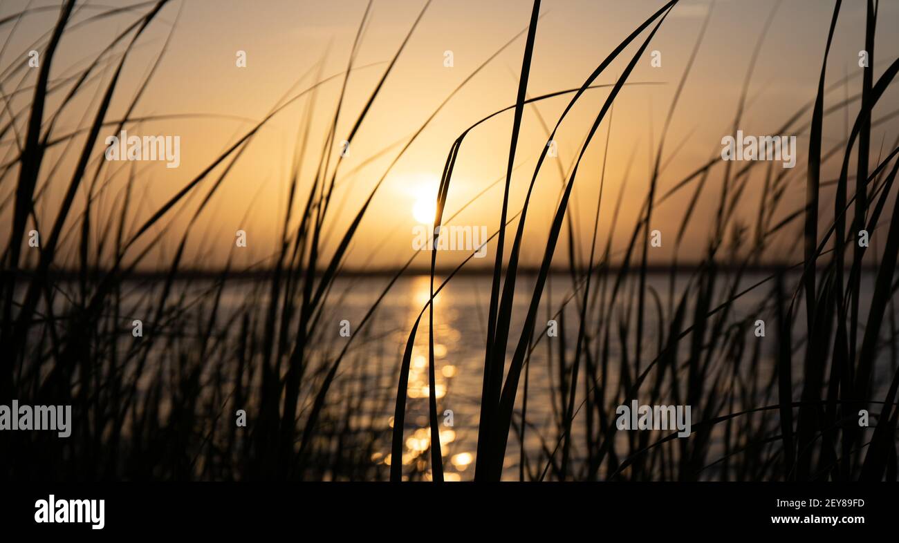 River of grass through field hi-res stock photography and images - Alamy