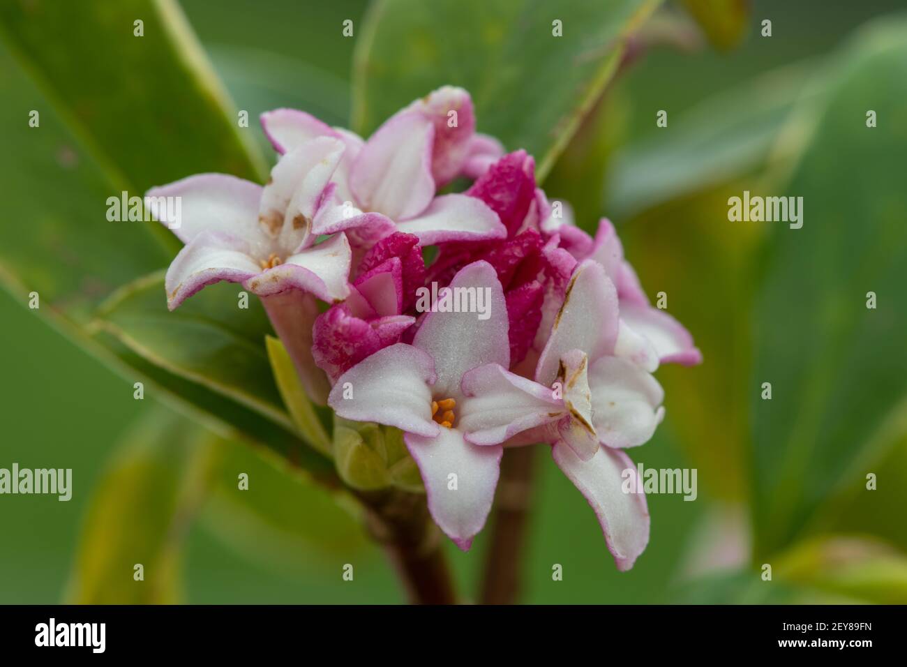 Macro shot of perfume princess Daphne flowers in bloom Stock Photo - Alamy