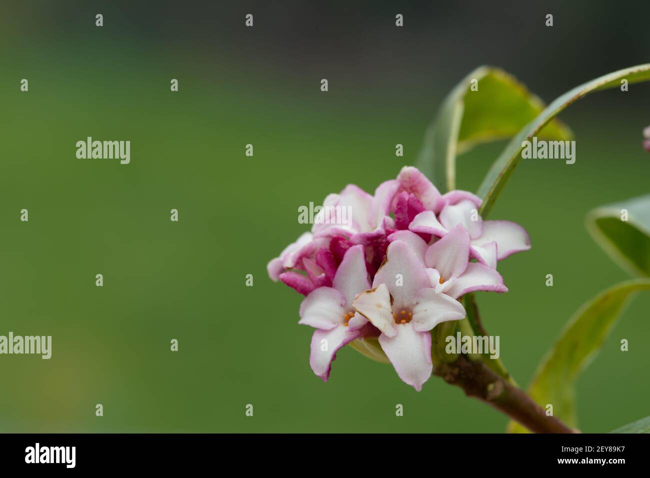 Macro shot of perfume princess Daphne flowers in bloom Stock Photo - Alamy