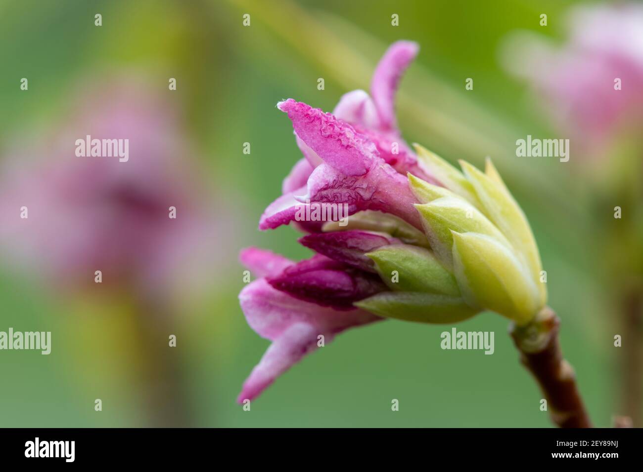 Macro shot of perfume princess Daphne flowers in bloom Stock Photo - Alamy