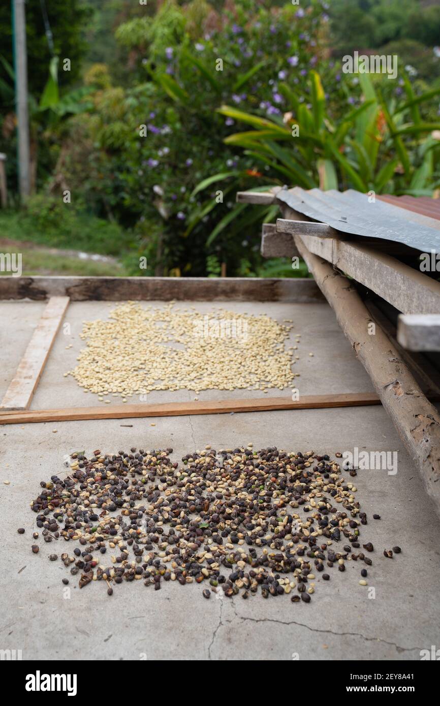 Coffee drying process hi-res stock photography and images - Alamy