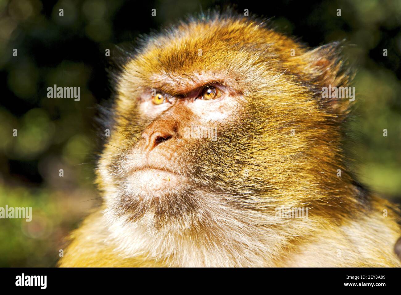 Africa in morocco cedar forest the Stock Photo - Alamy