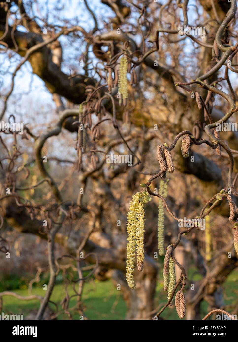 Corylus Avellana Contorta tree. Old gnarled tree with catkins ...