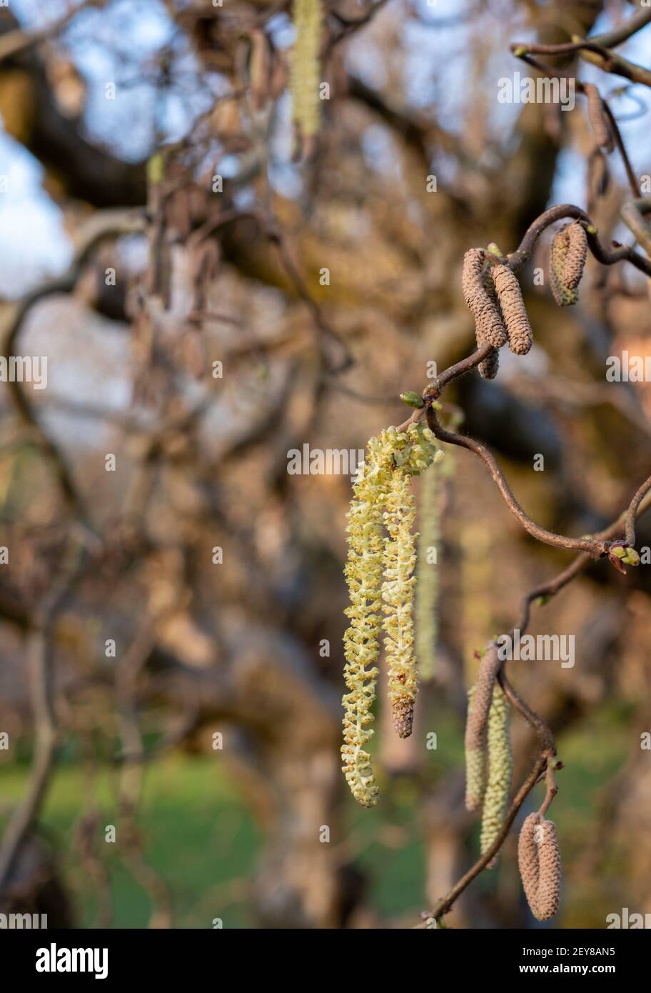 Corylus Avellana Contorta tree. Old gnarled tree with catkins ...
