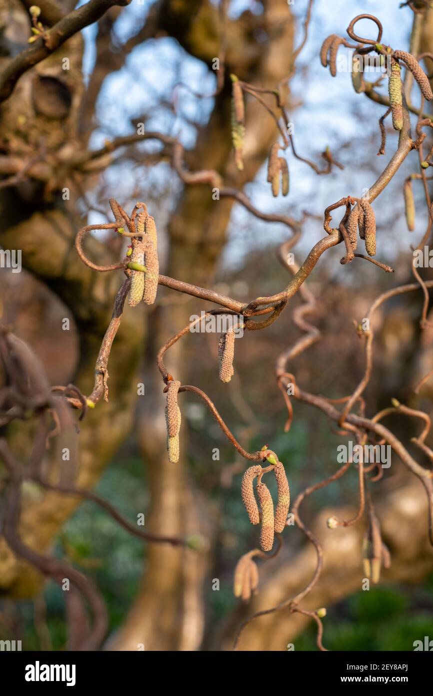 Corylus Avellana Contorta tree. Old gnarled tree with catkins ...