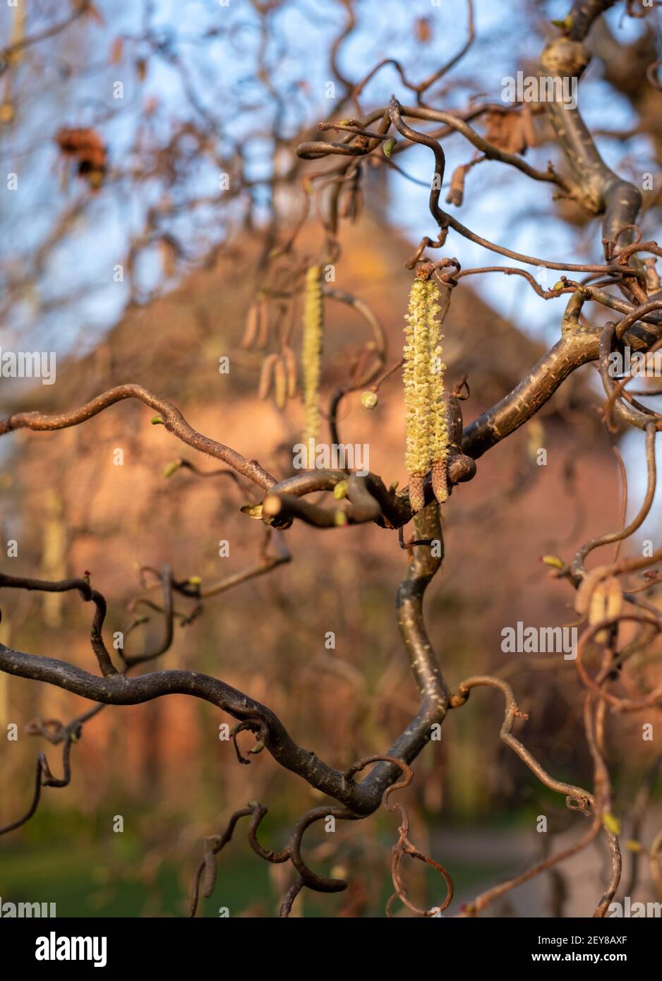 Corylus Avellana Contorta Tree High Resolution Stock Photography and ...