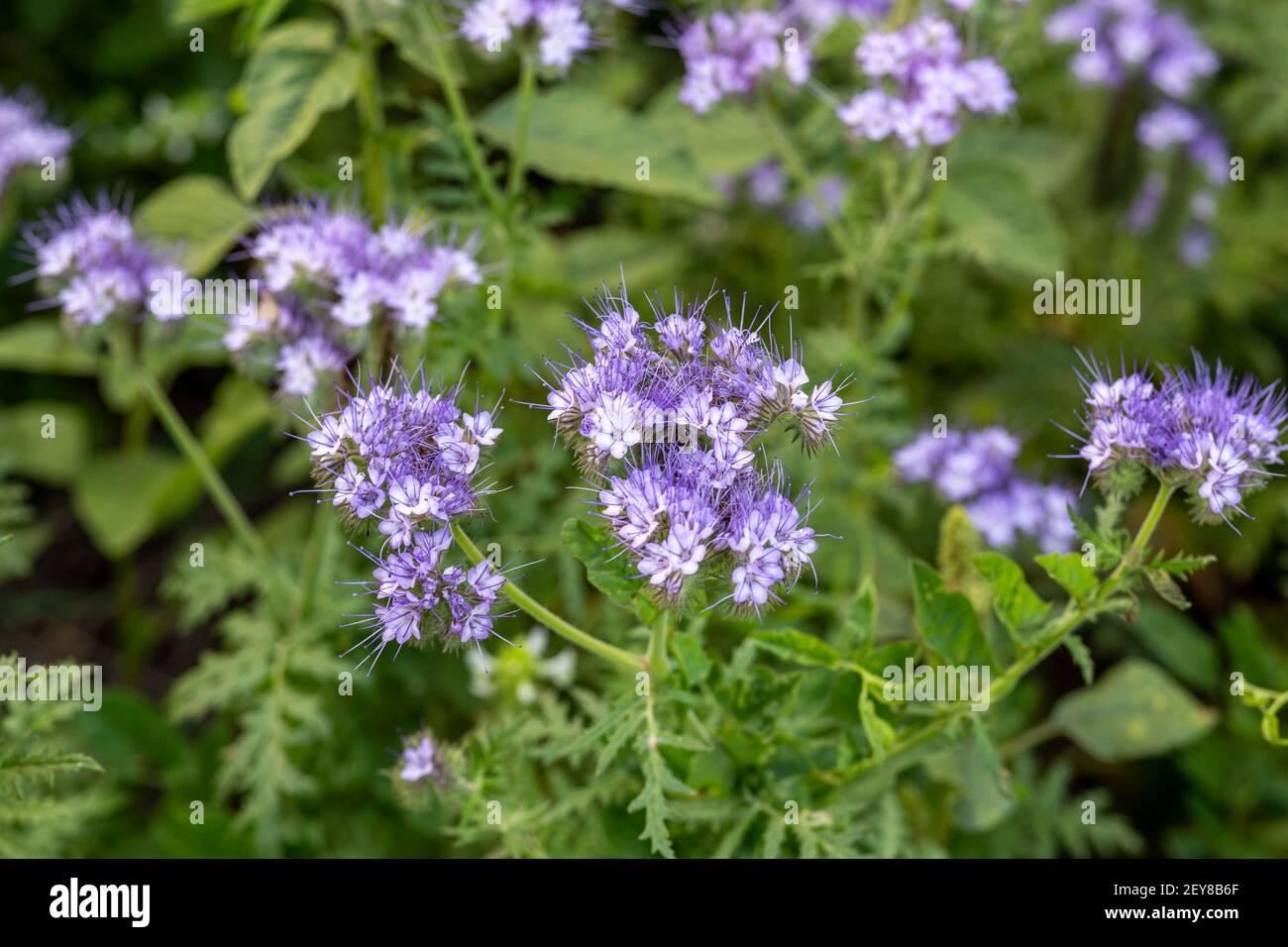 The field is blooming phacelia - a special honey plant for bees Stock ...