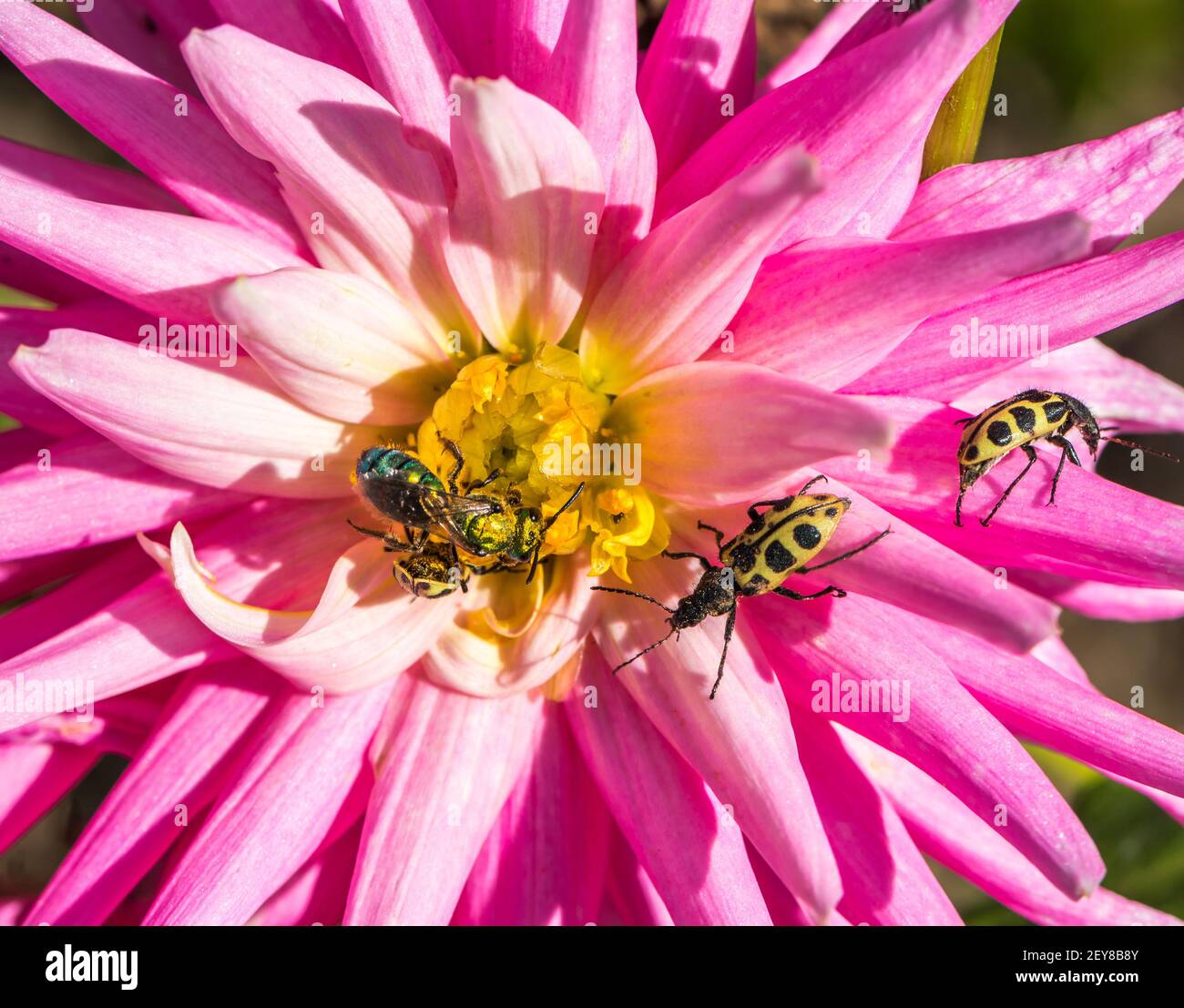 Pink insects hi-res stock photography and images - Alamy