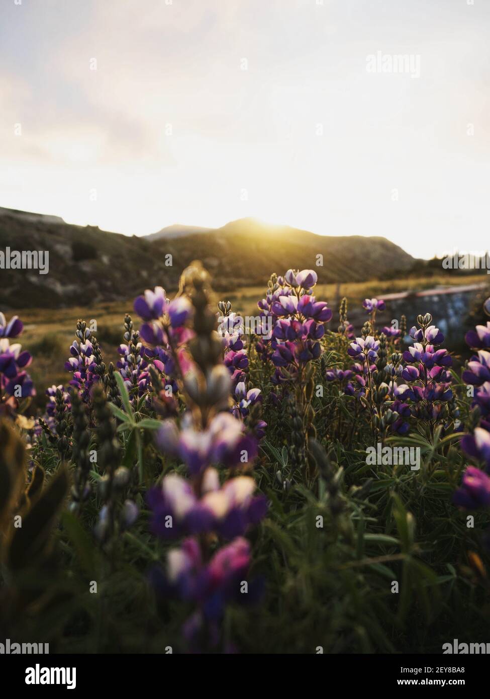 Closeup detail of purple blue andean mountain flower plant lupin tarwi ...