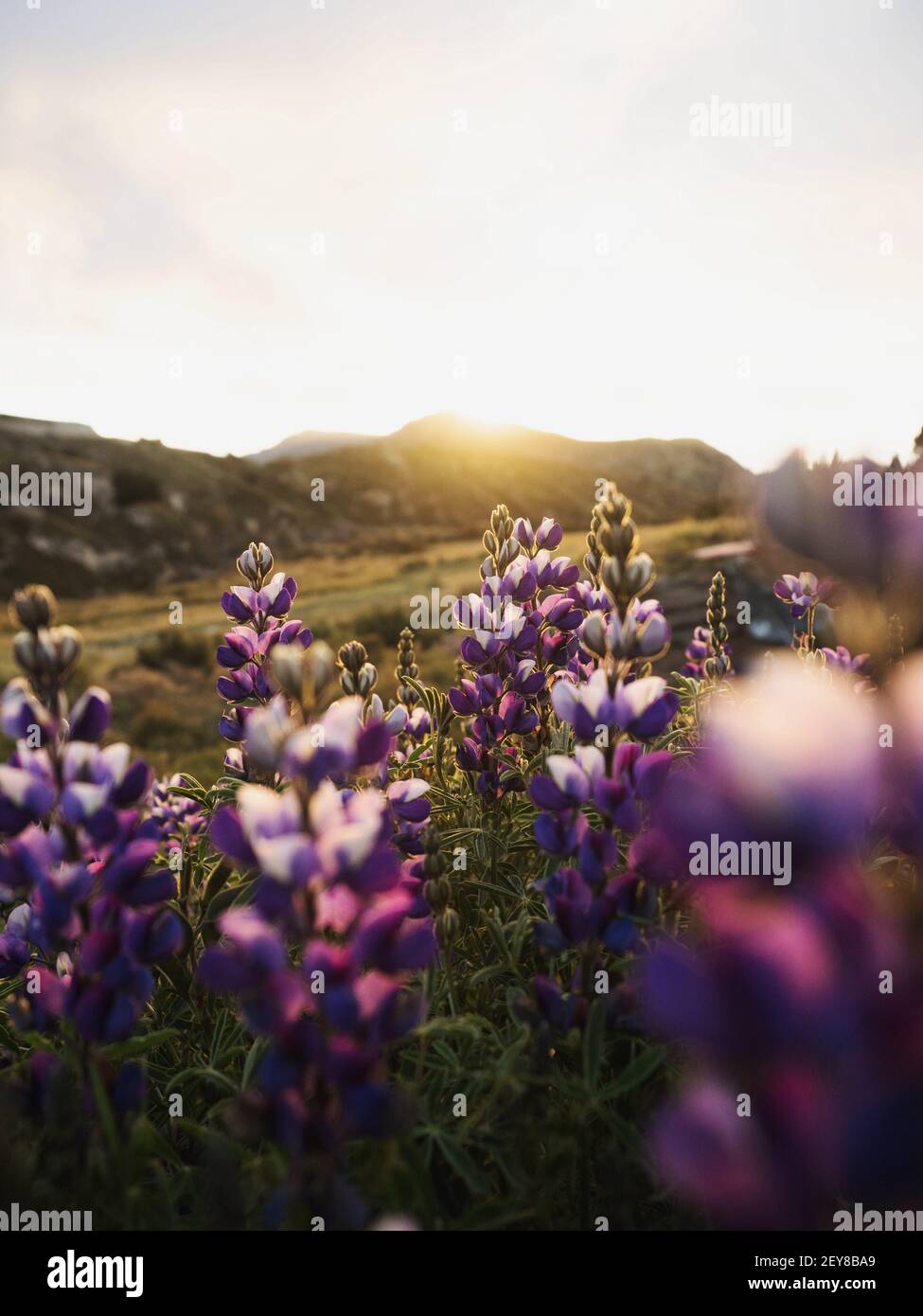 Closeup detail of purple blue andean mountain flower plant lupin tarwi ...