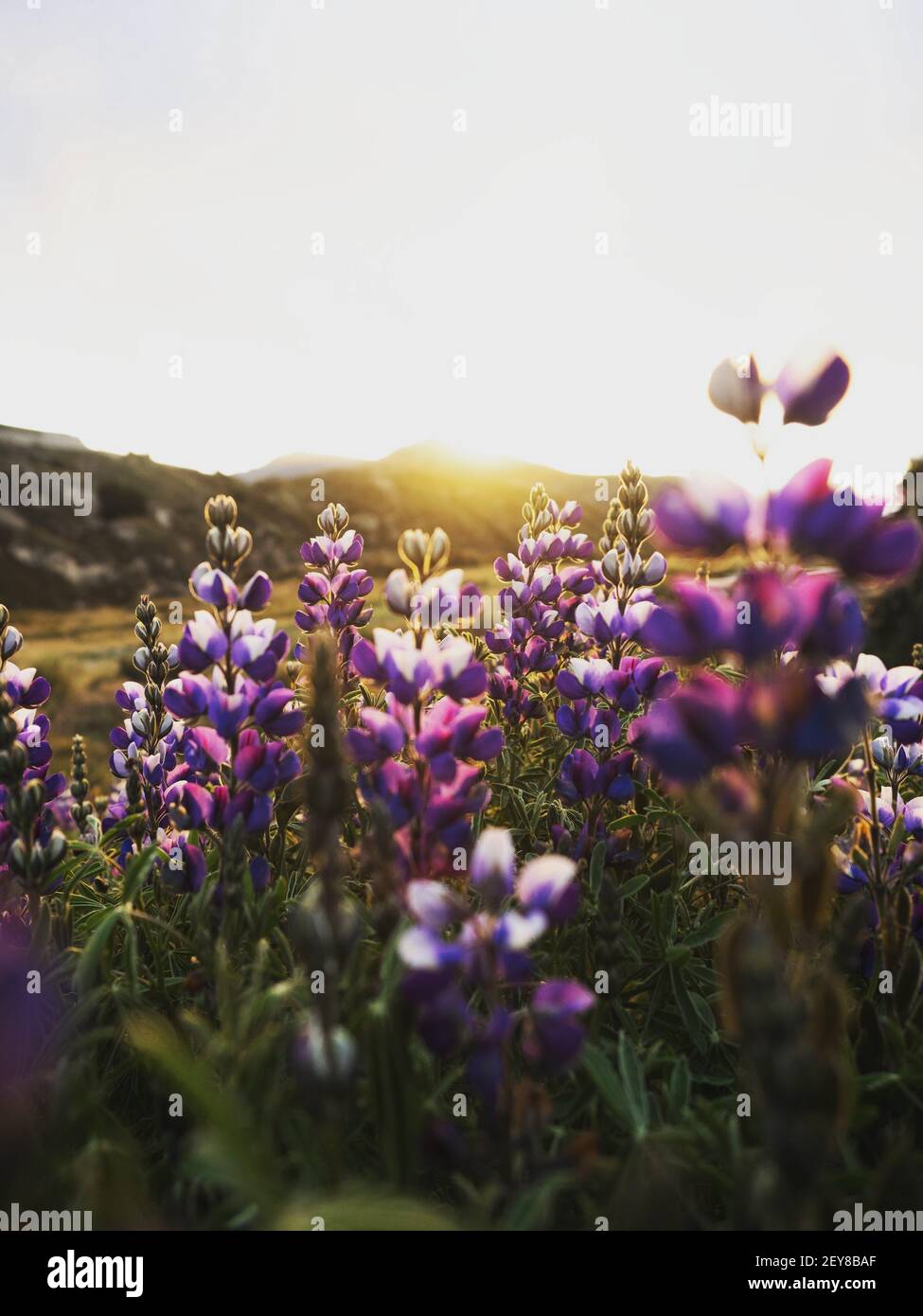 Closeup detail of purple blue andean mountain flower plant lupin tarwi ...