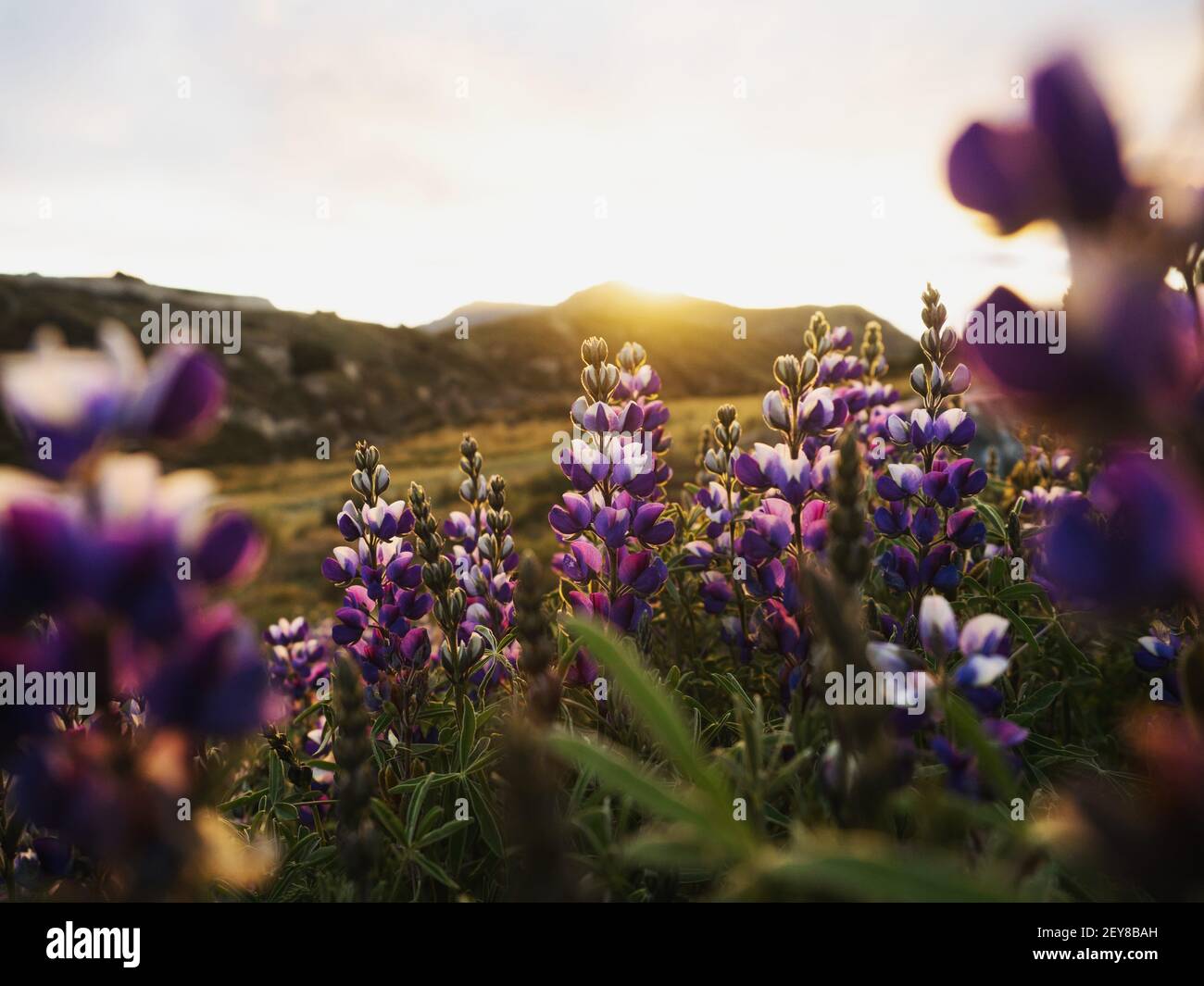Closeup detail of purple blue andean mountain flower plant lupin tarwi ...