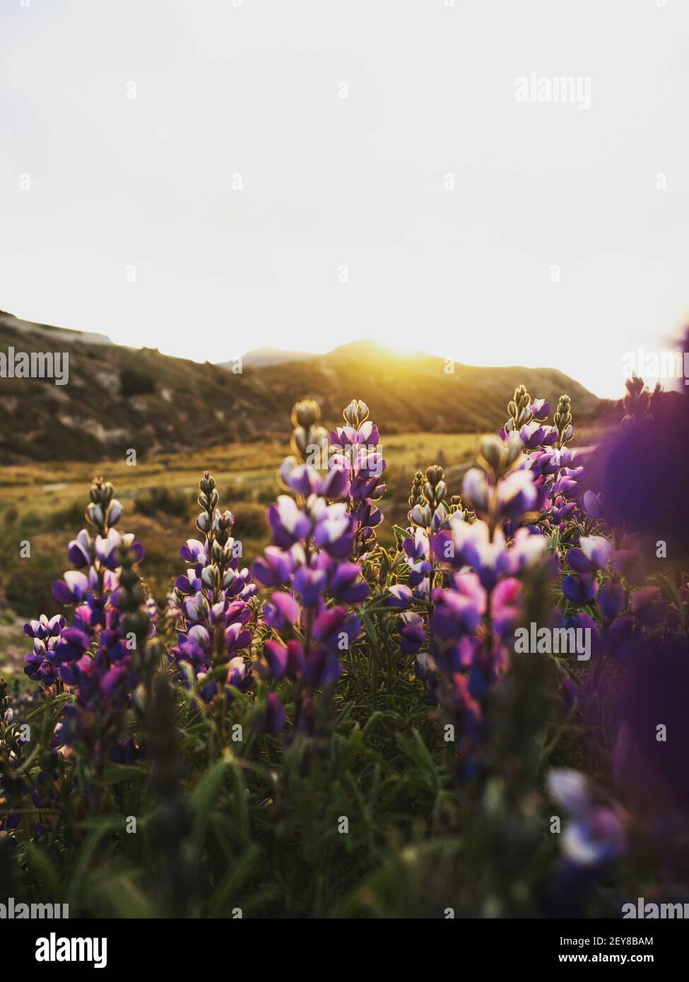 Closeup detail of purple blue andean mountain flower plant lupin tarwi ...