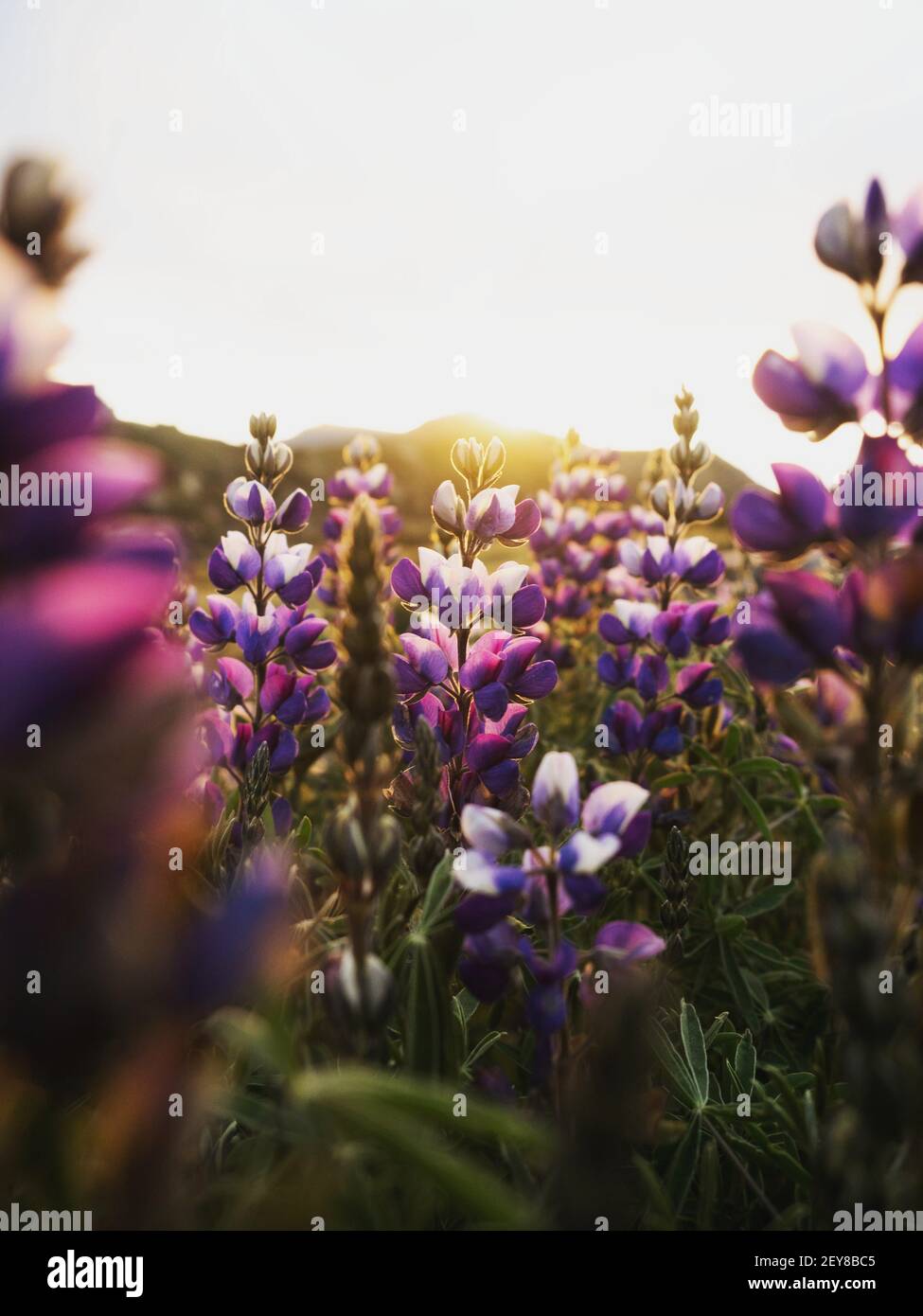 Lupinus mutabilis edible hi-res stock photography and images - Alamy