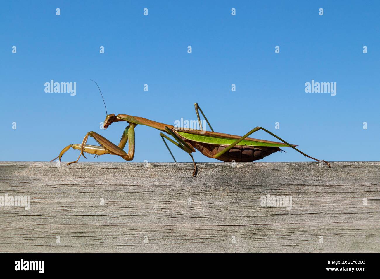 Big praying mantis hi-res stock photography and images - Alamy