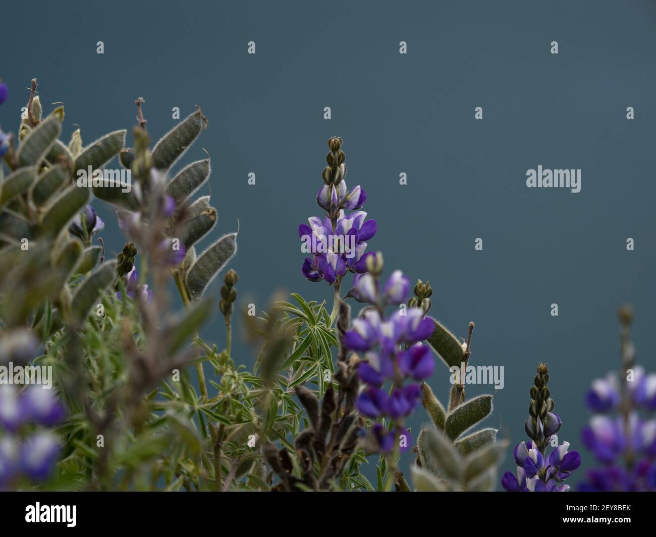Closeup detail of purple blue andean mountain flower plant lupin tarwi ...
