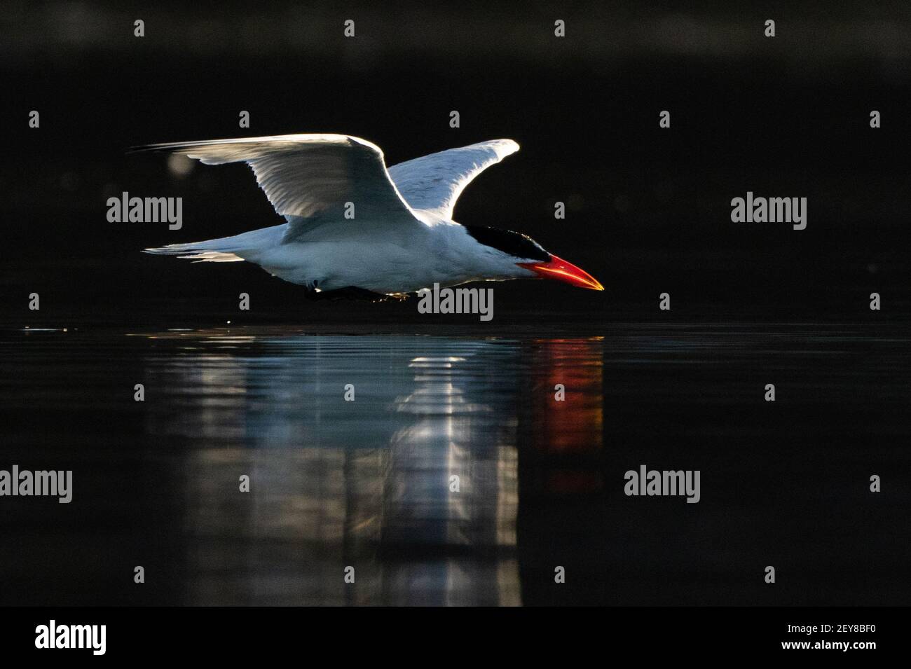 Flying low hi-res stock photography and images - Alamy