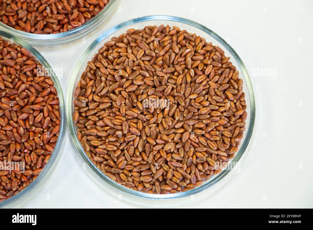 Red Wheat Seed