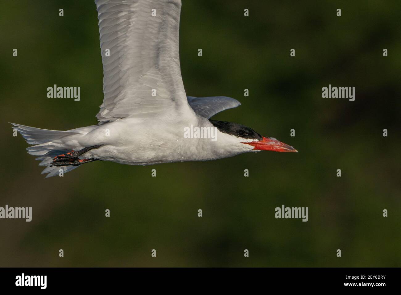 Caspian Tern flying Stock Photo - Alamy