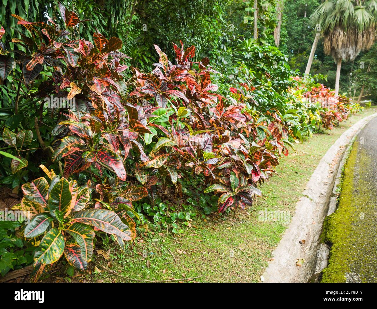 A beautiful shot of the croton Codiaeum plants in the forest with ...