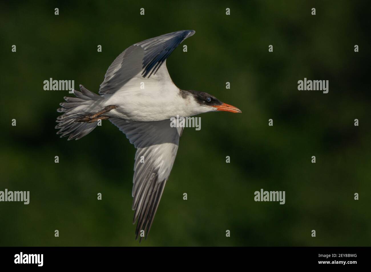 Flying tern hi-res stock photography and images - Alamy