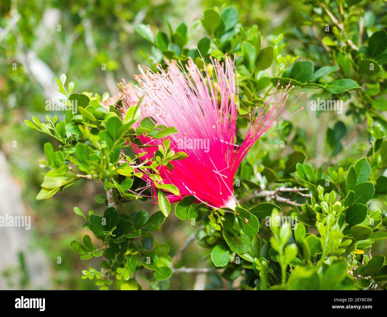Acacia flower hi-res stock photography and images - Alamy