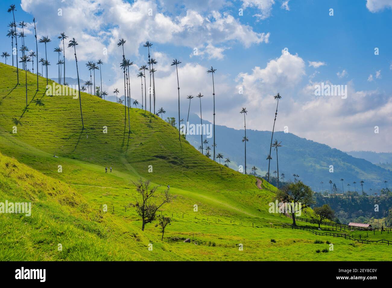 Cocora Valley, Salento, Quindío, Colombia Stock Photo - Alamy