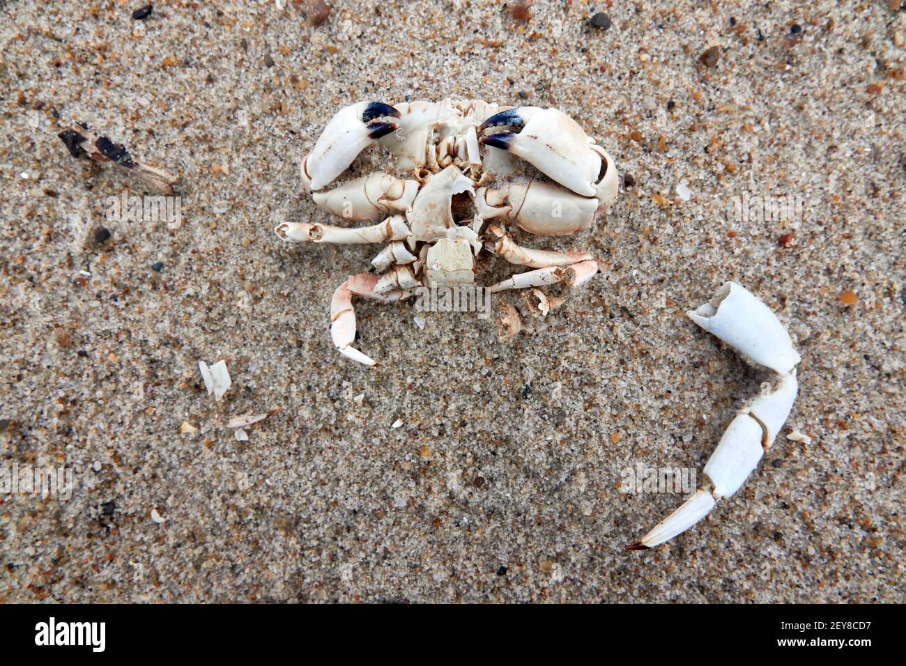Crab skeleton on beach sand hi-res stock photography and images - Alamy