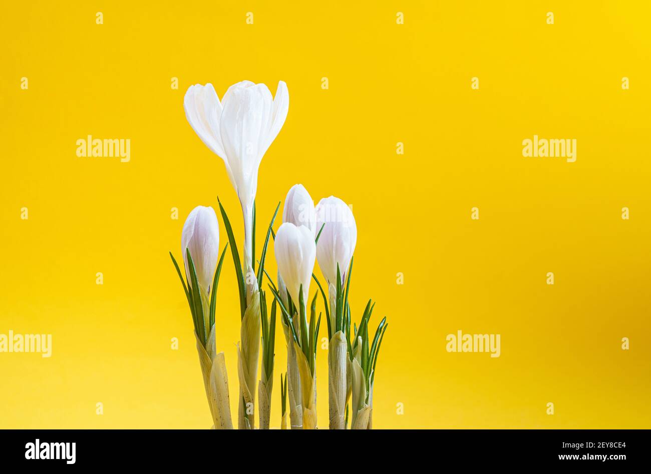 Spring White crocus Flowers on yellow background Stock Photo - Alamy