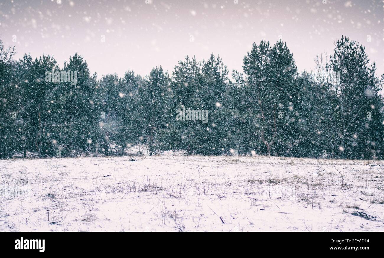 Heavy snowfall in the nature Stock Photo - Alamy