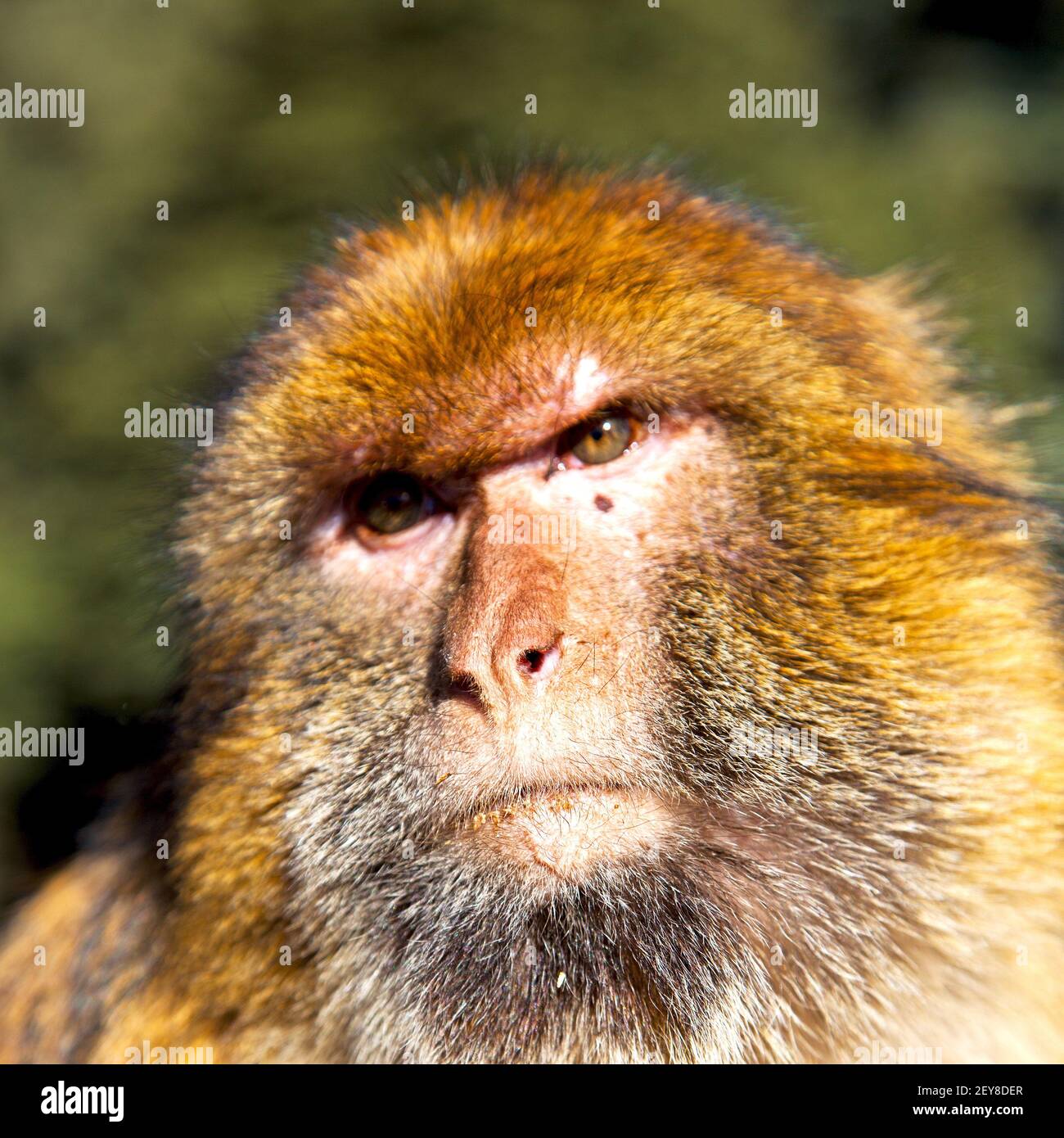 Old monkey in africa morocco and natural background fauna close up ...