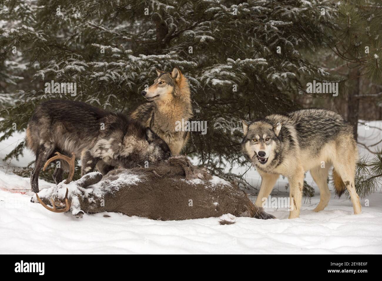 Wolf Pack (Canis lupus) Dig In And Munch on White-Tail Deer Carcass ...
