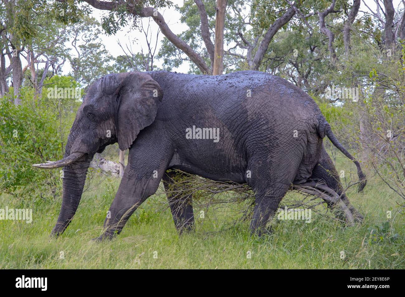 Side profile of elephant walking hi-res stock photography and images ...