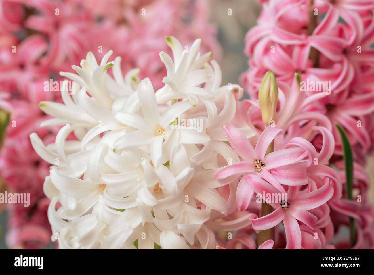 Spring floral background. Macro of Hyacinth Pink Spring flowers on ...