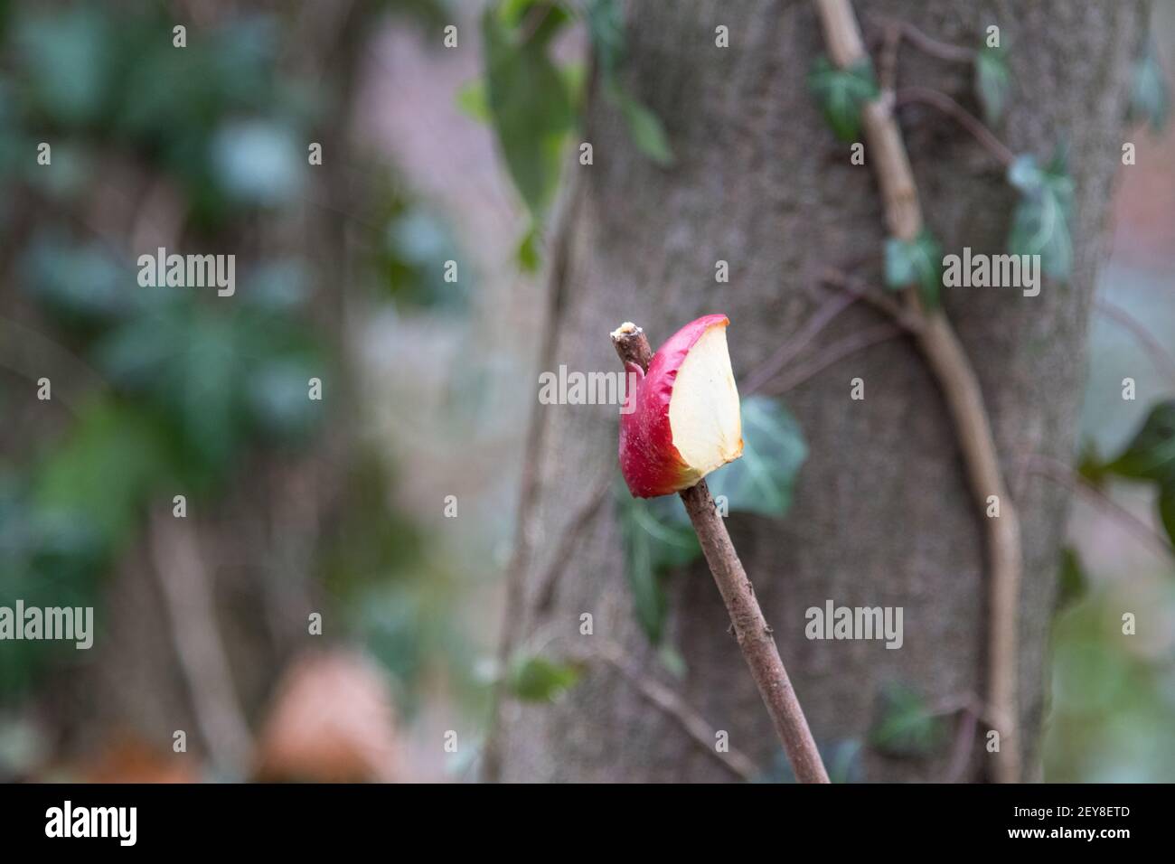 Ivy pieces hi-res stock photography and images - Alamy