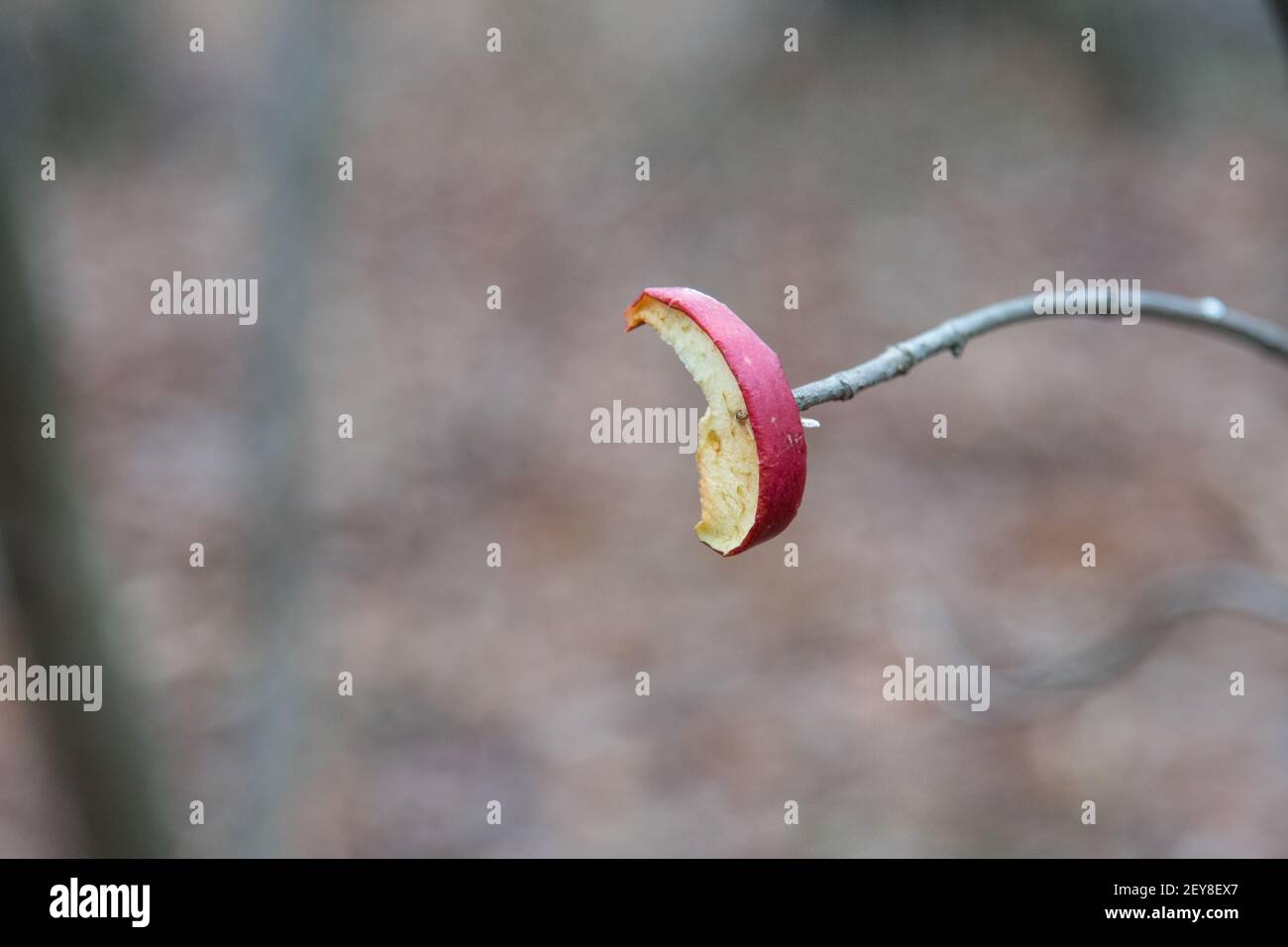 Piece of woods hi-res stock photography and images - Alamy