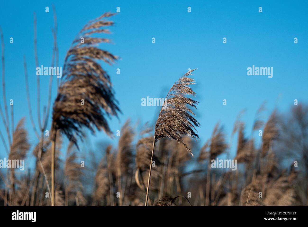 Wind Blowing Bush High Resolution Stock Photography and Images - Alamy